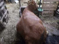 Nova in rabljena kmetijska in gozdarska oprema - bolha.com