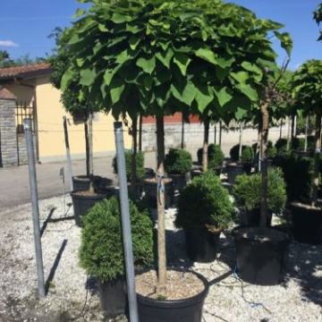 RUMENI DREN okrasno drevo-grmovnica