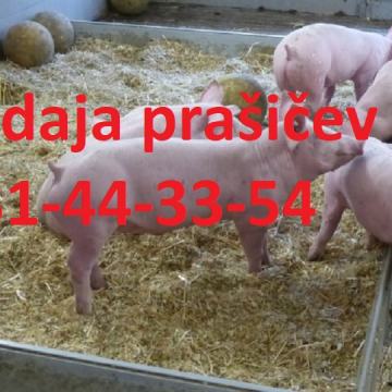 Merjasec Krškopoljski prašič za pripust