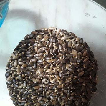 rdeče detelja - Inkarnatka