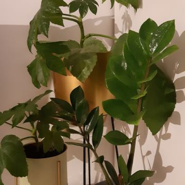 Fikus benjamin - velika sobna rastlina za notranje prostore