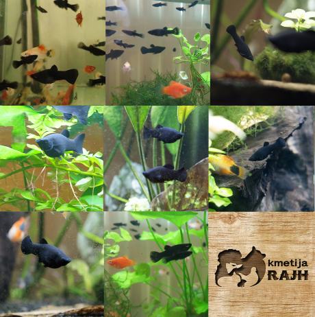 Akvarijske ribe domače vzreje (moli, plati, gupi, ancistrus)