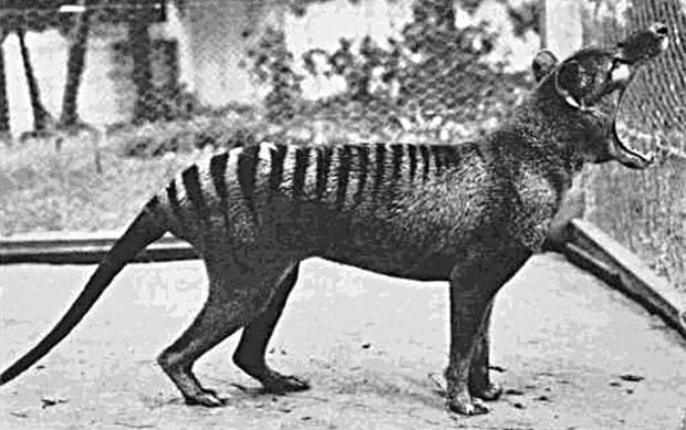 Srebrnik TASMANSKI TIGER, prodam