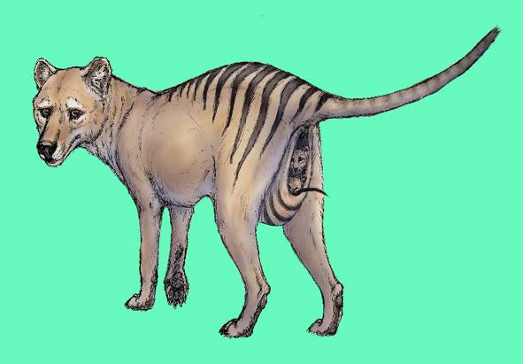 Srebrnik TASMANSKI TIGER, prodam