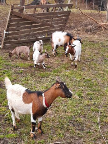 HIMALAJSKE MINI KOZE