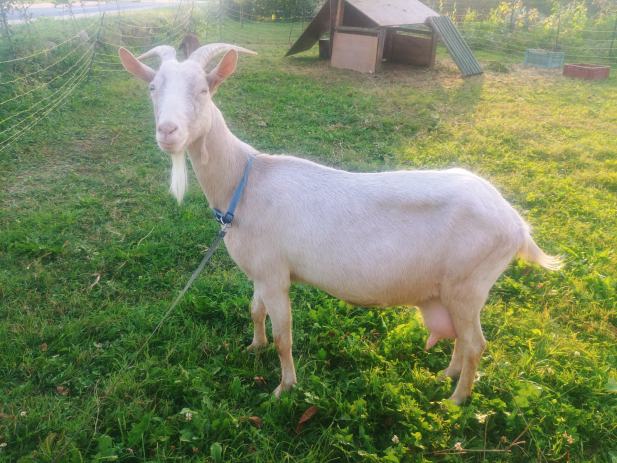 KOZA SANSKA - ugodno :)