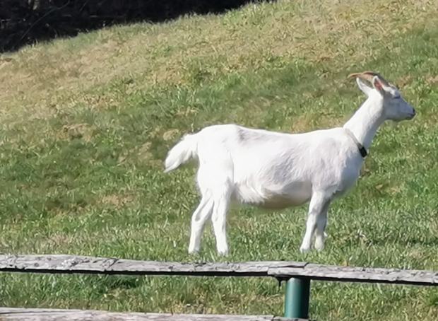 mlada sanska koza z mladiči