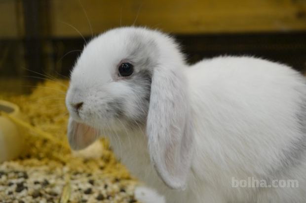 Pritlikavi kunec - ORYCTOLAGUS CUNICULUS