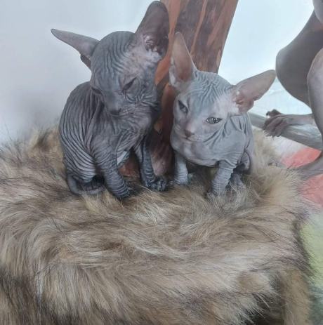 Gola mačka - Dons sphynx - Don Sfing - Donska sfinga