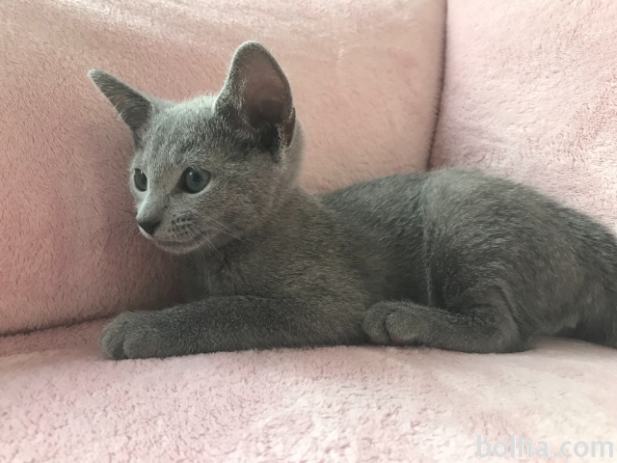 Ruska Modra Mačka Mladiči - CHAMPION