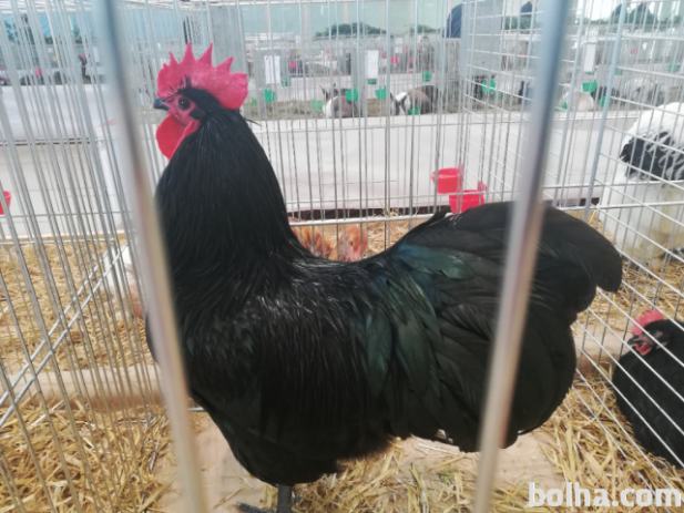 Australorp petelin