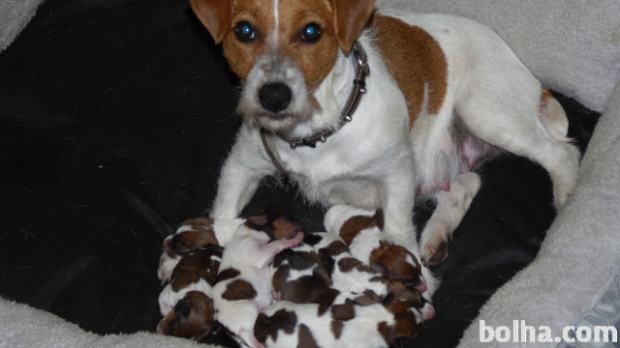 Jack russel terier, Jack rasel