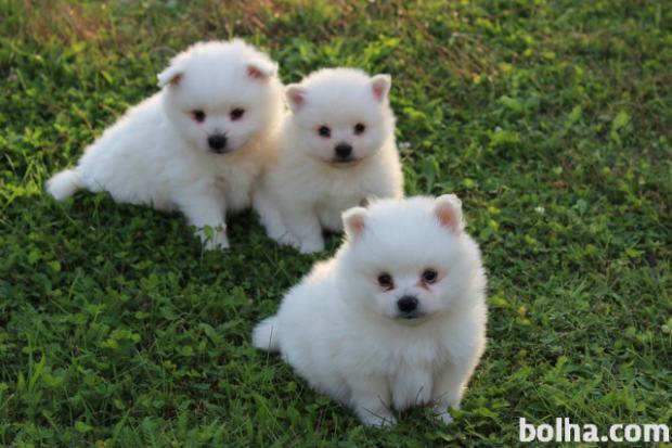 Mali beli nemški špic