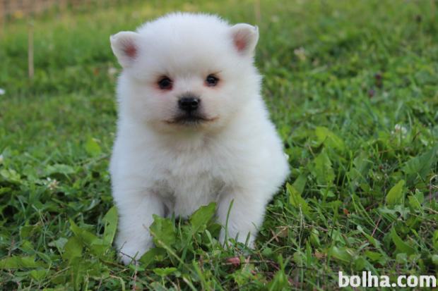 Mali beli nemški špic