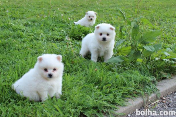 Mali beli nemški špic