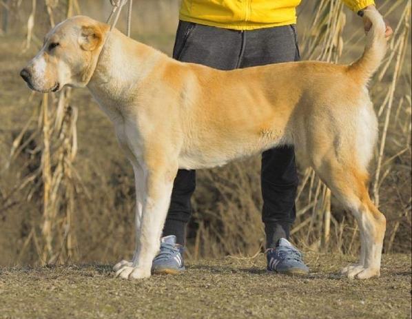 Srednje azijski ovčar - Azijat