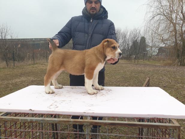 Srednje azijski ovčar - Azijat