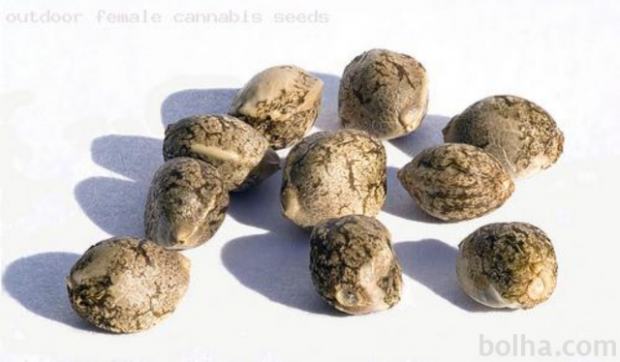 Indijska KONOPLJA /cannabis indica/ - SEME