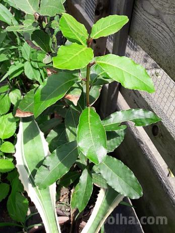 Lovorjev list rastlina v loncu