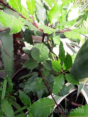 Lovorjev list rastlina v loncu