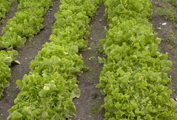 Bio solata gentile, Bio s kmetij