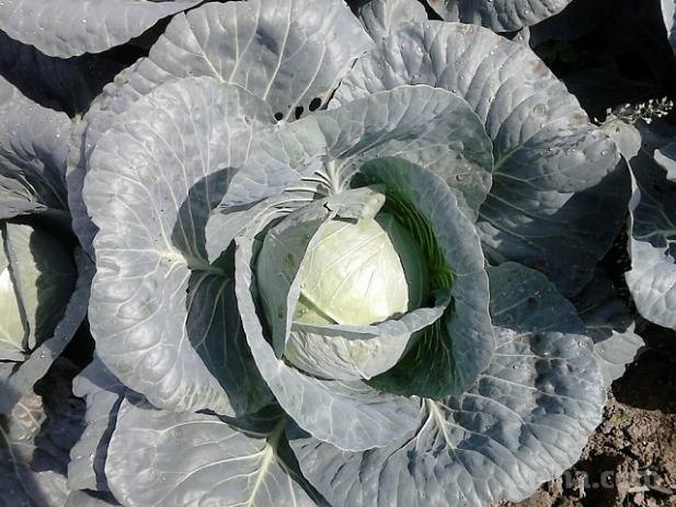 Zelje za kisanje ,ugodno