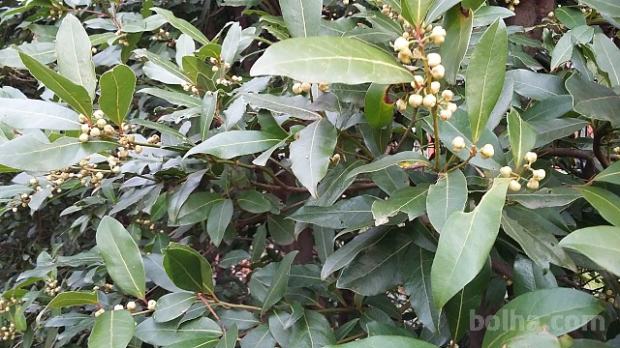 LOVOR