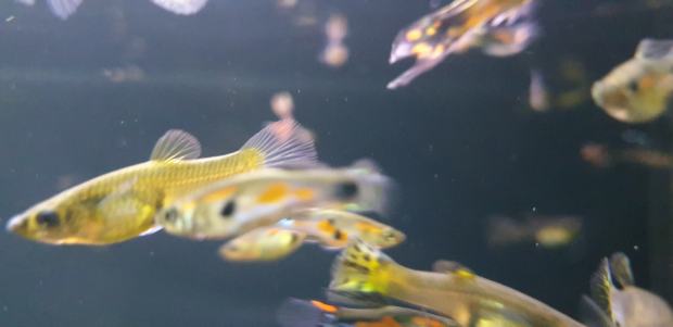 Male akvarijske ribice gupiji