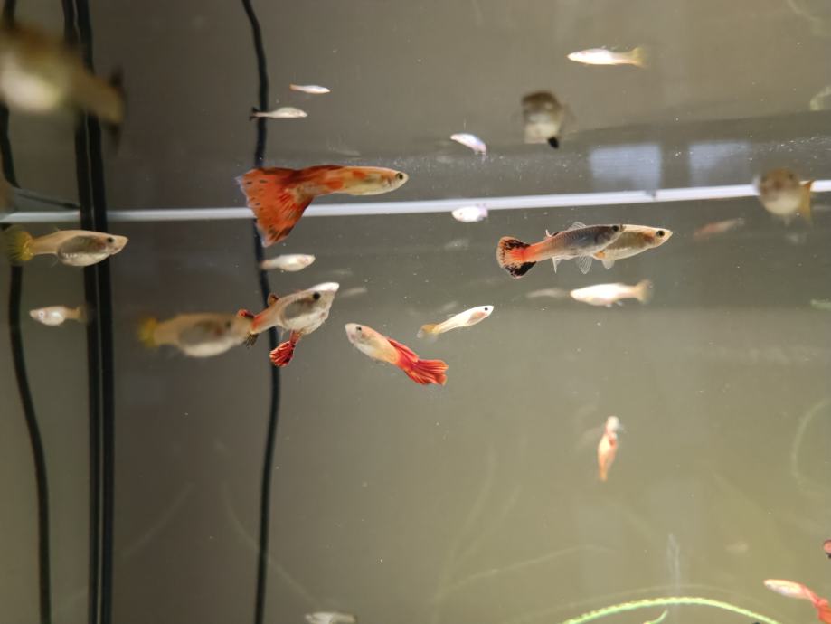 akvarijske ribe, gupiji