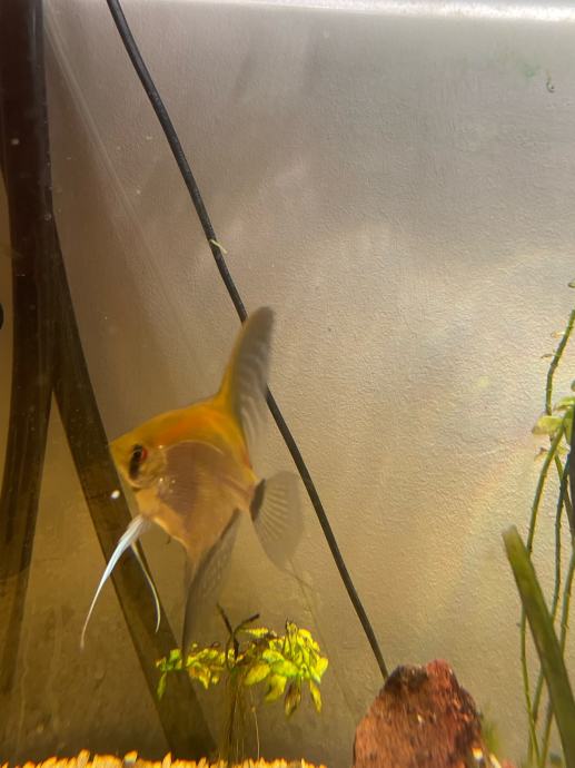 Akvarijske ribice -skalarke