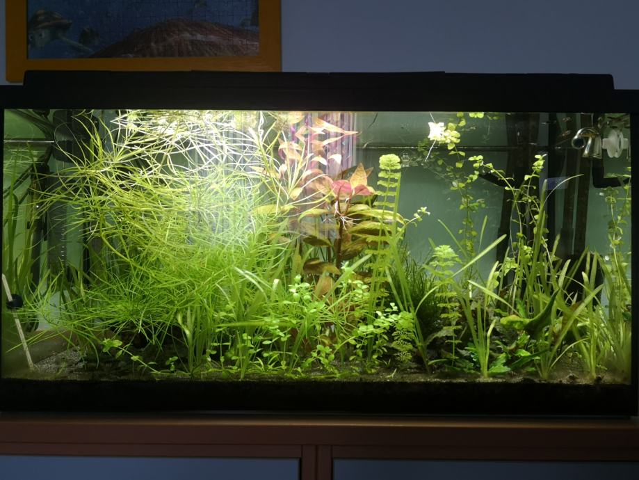 AKVARIJSKE RASTLINE za kozice