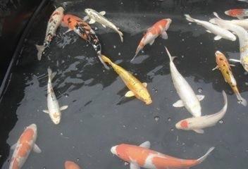 Mlade zlate ribice za v ribnik PODARIMO