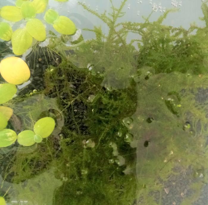 Akvarijska rastlina - Mah oz. Taxiphyllum barbieri