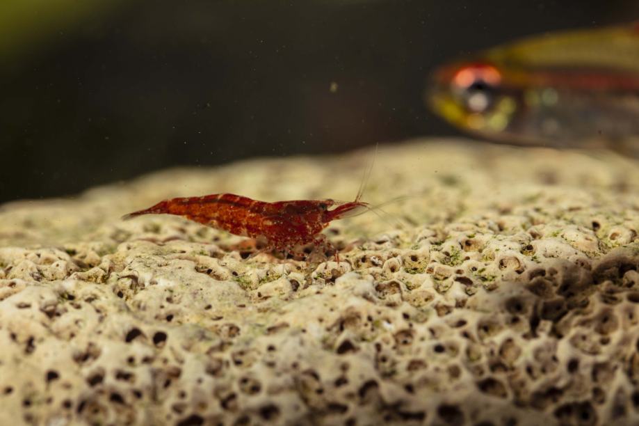 Akvarijske kozice Red Cherry