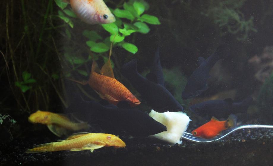 Akvarijske ribe domače vzreje (moli, plati, gupi, ancistrus)