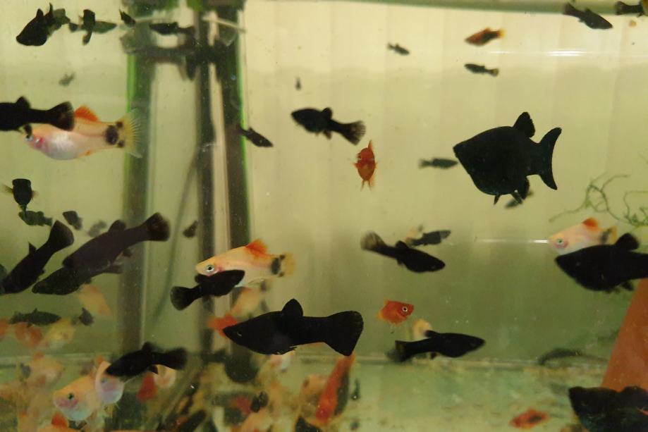 Akvarijske ribe domače vzreje (moli, plati, gupi, ancistrus)