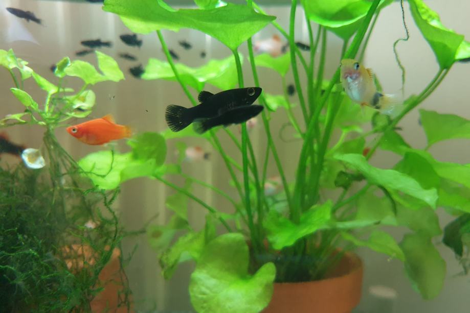 Akvarijske ribe domače vzreje (moli, plati, gupi, ancistrus)
