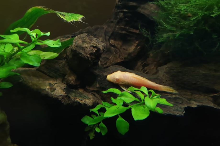 Akvarijske ribe domače vzreje (moli, plati, gupi, ancistrus)