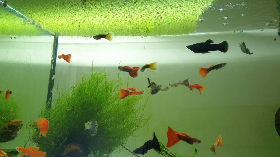 Akvarijske ribice domače vzreje (gupiji, mečki, moliji, corydoras ...)