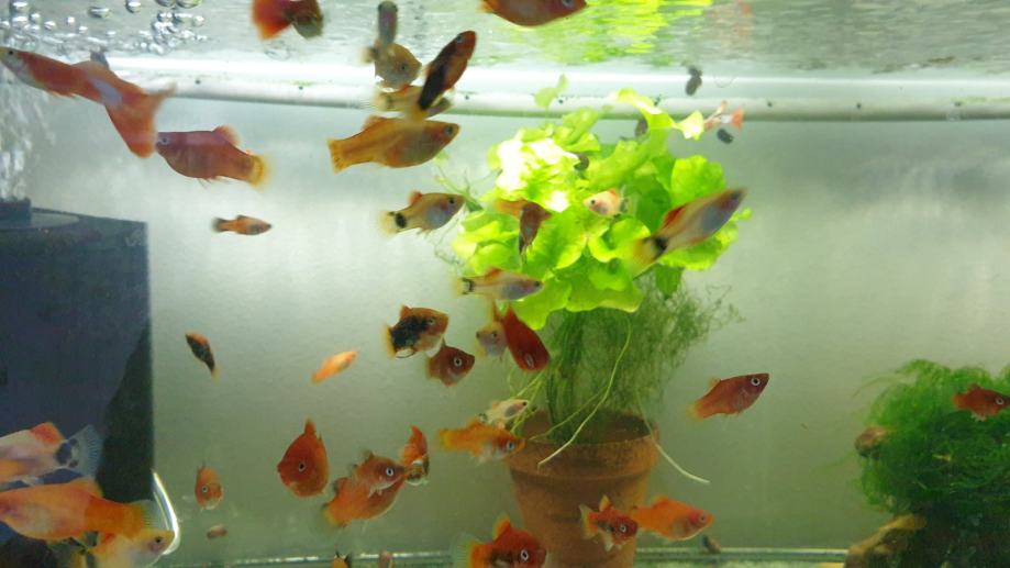 Akvarijske ribice domače vzreje (gupiji, mečki, moliji, corydoras ...)