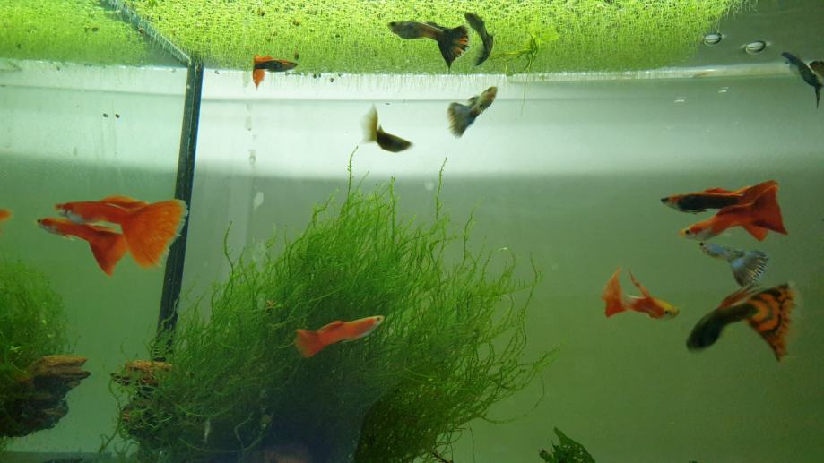 Akvarijske ribice domače vzreje (gupiji, mečki, moliji, corydoras ...)
