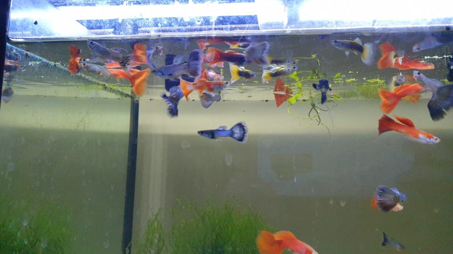 Akvarijske ribice domače vzreje (gupiji, mečki, moliji, corydoras ...)