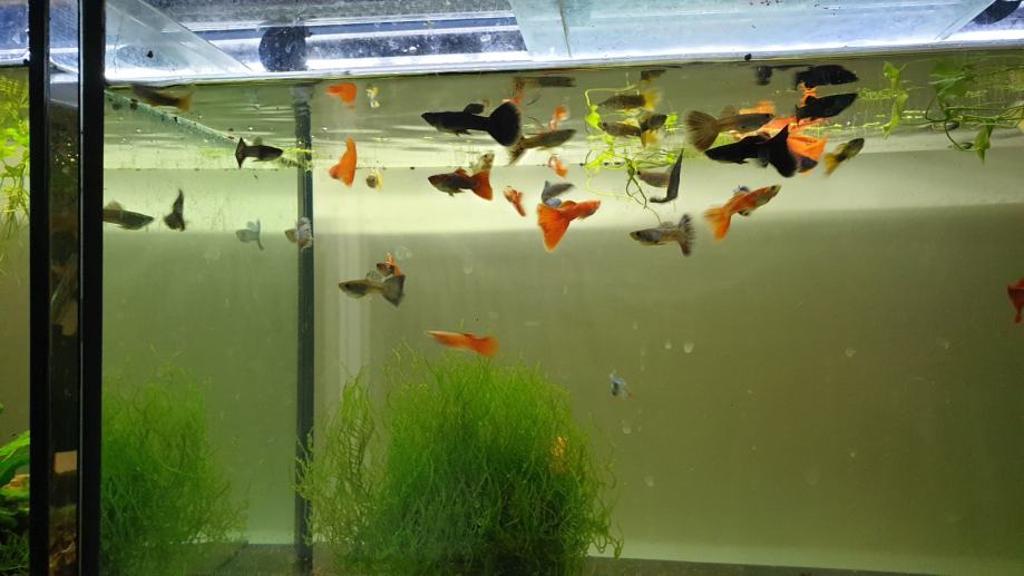 Akvarijske ribice domače vzreje (gupiji, mečki, moliji, corydoras ...)