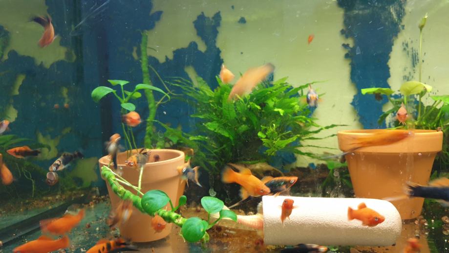 Akvarijske ribice domače vzreje (gupiji, mečki, moliji, corydoras ...)