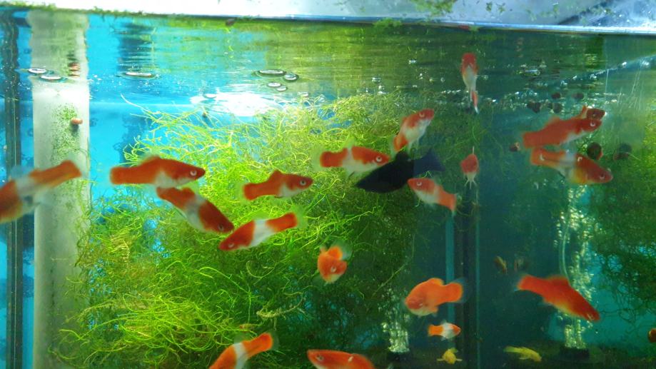 Akvarijske ribice domače vzreje (gupiji, mečki, moliji, corydoras ...)
