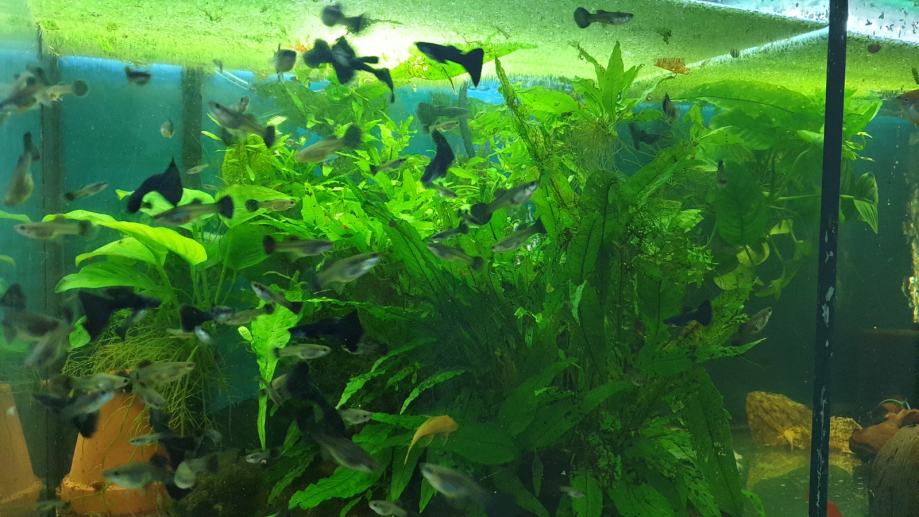 Akvarijske ribice domače vzreje (gupiji, mečki, moliji, corydoras ...)