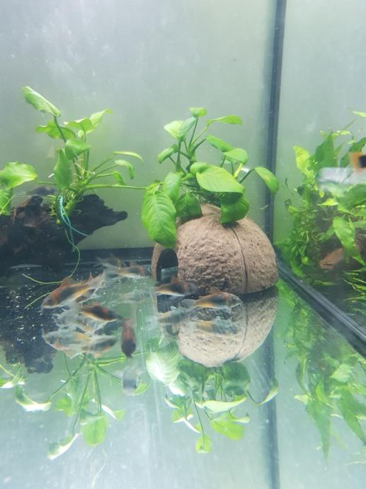 Akvarijske ribice domače vzreje (gupiji, mečki, moliji, corydoras ...)