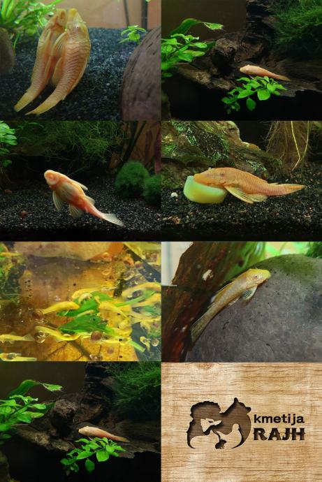 Akvarijske ribe domače vzreje (moli, plati, gupi, ancistrus)