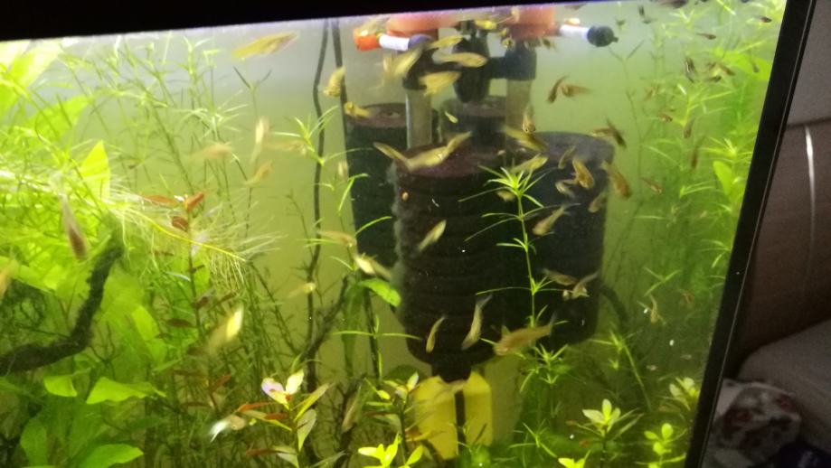 Akvarijske ribe neonsko modri endlerjev gupi domače vzreje