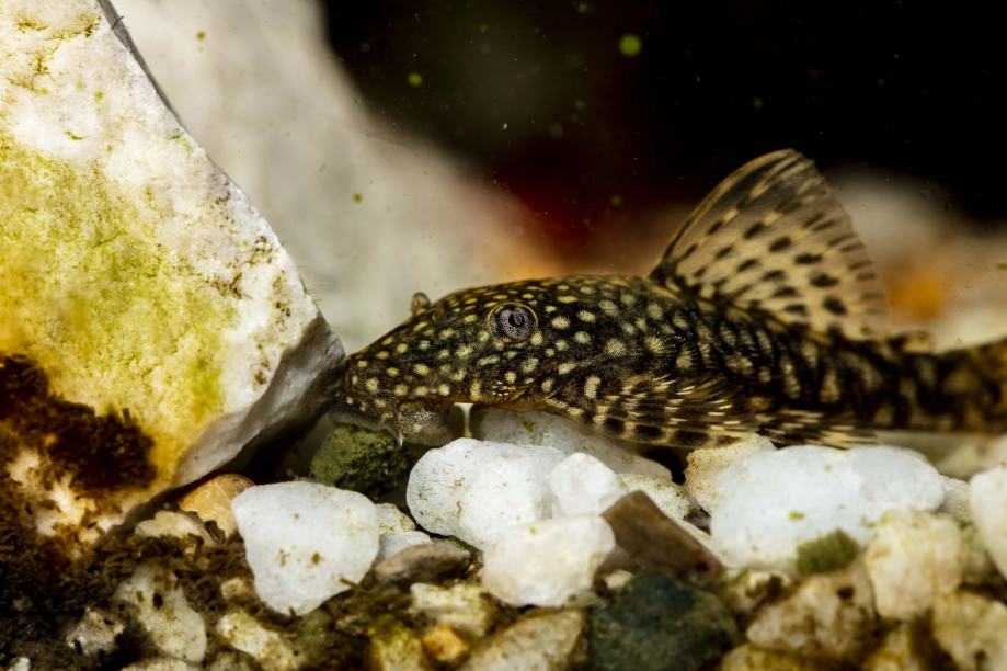 Akvarijske ribice čistilci